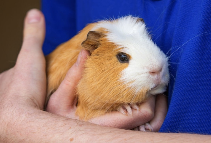 Welfare clinics for small pets – Isle of Wight Observer News